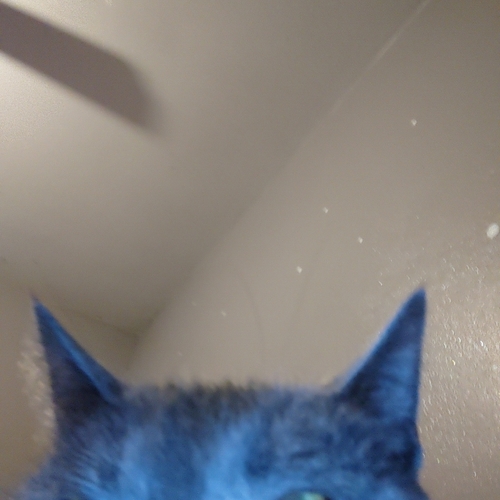 Cat Snaps: Cat Selfie : r/catsnapsapp