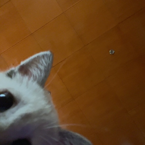 Cat Snaps: Cat Selfie : r/catsnapsapp