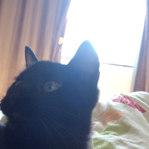 Cat Snaps: Cat Selfie : r/catsnapsapp