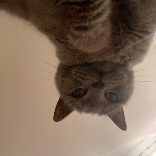 Cat Snaps: Cat Selfie : r/catsnapsapp
