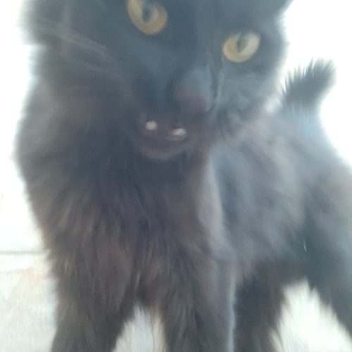 Cat Snaps: Cat Selfie : r/catsnapsapp