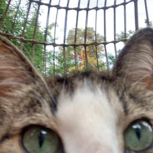Cat Snaps: Cat Selfie : r/catsnapsapp