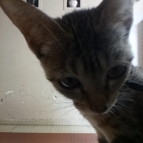 Cat Snaps: Cat Selfie : r/catsnapsapp