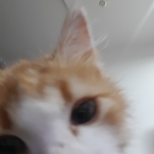 Cat Snaps: Cat Selfie : r/catsnapsapp