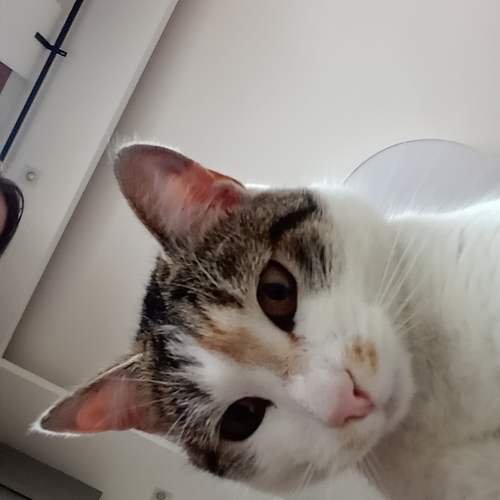 Cat Snaps: Cat Selfie : r/catsnapsapp