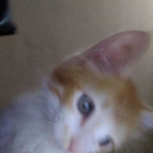 Cat Snaps: Cat Selfie : r/catsnapsapp