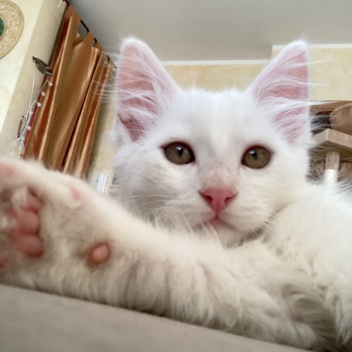 Cat Snaps: Cat Selfie : r/catsnapsapp