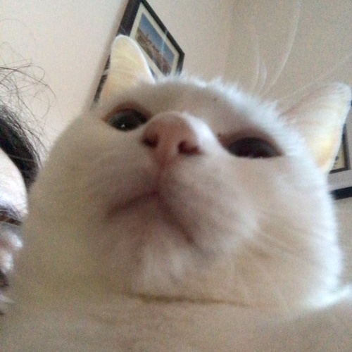 Cat Snaps: Cat Selfie : r/catsnapsapp