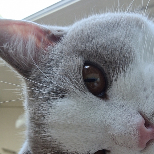 Cat Snaps: Cat Selfie : r/catsnapsapp