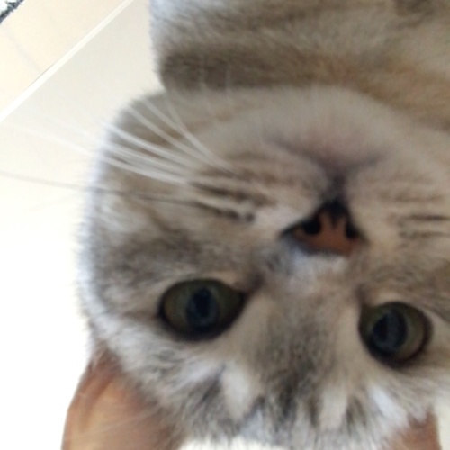 Cat Snaps: Cat Selfie : r/catsnapsapp