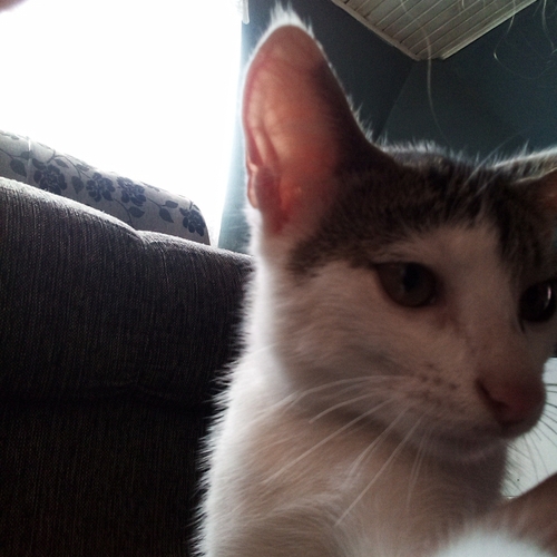 Cat Snaps: Cat Selfie : r/catsnapsapp