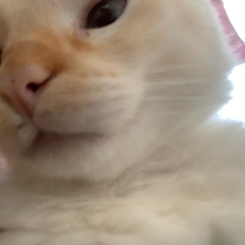 Cat Snaps: Cat Selfie : catsnapsapp