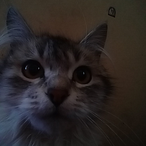 Cat Snaps: Cat Selfie : r/catsnapsapp
