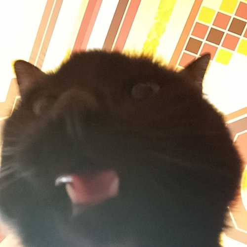 Cat Snaps: Cat Selfie : r/catsnapsapp