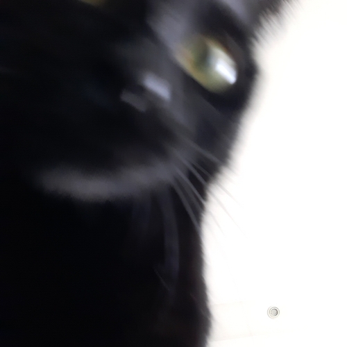 Cat Snaps: Cat Selfie : catsnapsapp