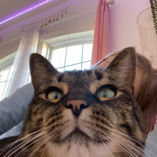 Cat Snaps: Cat Selfie : r/catsnapsapp