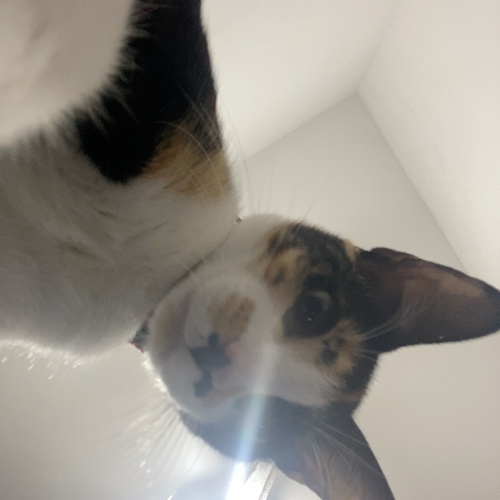 Cat Snaps: Cat Selfie : r/catsnapsapp