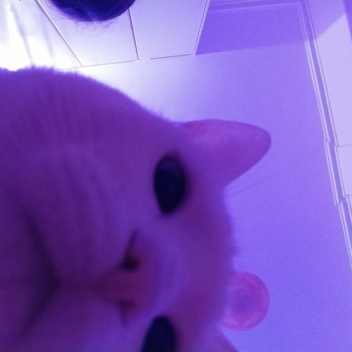Cat Snaps: Cat Selfie : r/catsnapsapp