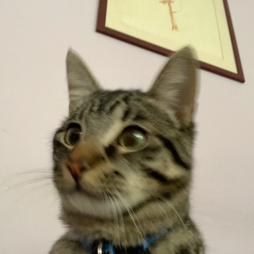 Cat Snaps: Cat Selfie : r/catsnapsapp