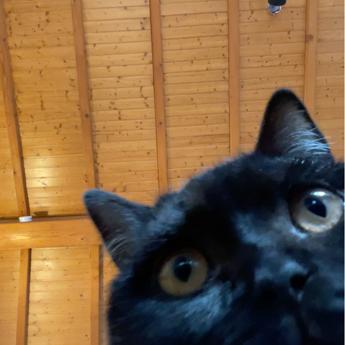 Cat Snaps: Cat Selfie : catsnapsapp