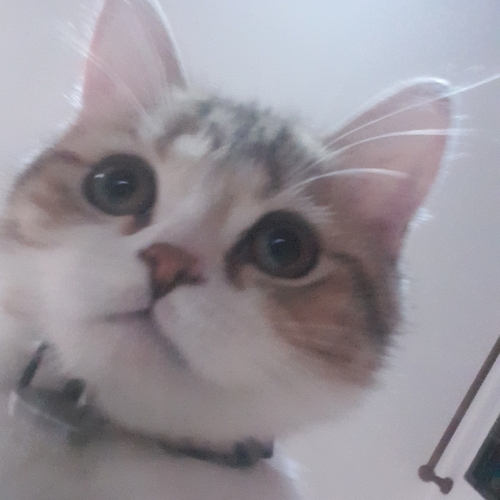 Cat Snaps: Cat Selfie : r/catsnapsapp