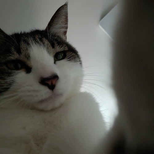 Cat Snaps: Cat Selfie : r/catsnapsapp