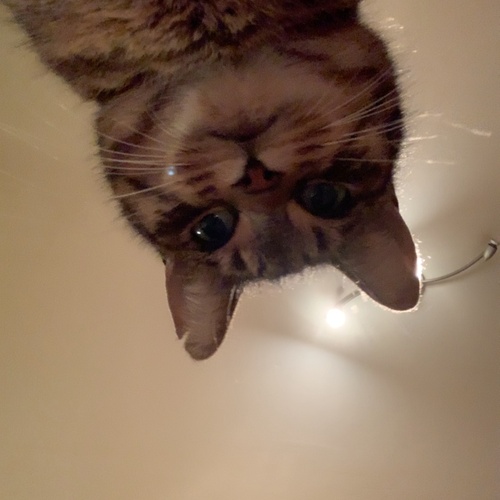 Cat Snaps: Cat Selfie : r/catsnapsapp