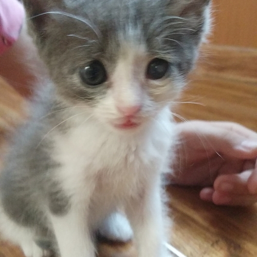 Cat Snaps: Cat Selfie : r/catsnapsapp