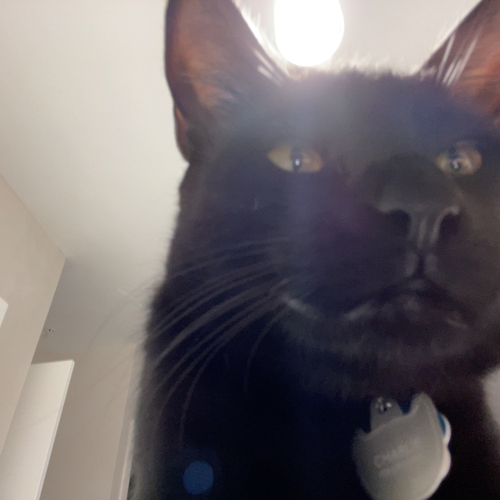 Cat Snaps: Cat Selfie : r/catsnapsapp