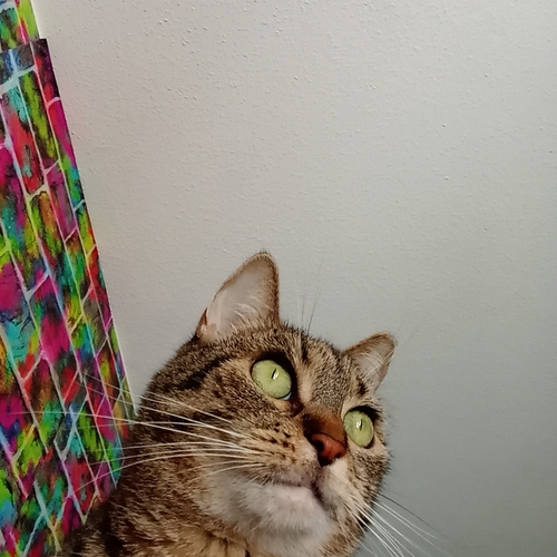 Cat Snaps: Cat Selfie : r/catsnapsapp