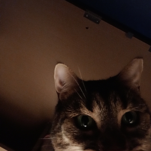 Cat Snaps: Cat Selfie : r/catsnapsapp