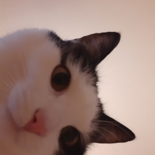 Cat Snaps: Cat Selfie : r/catsnapsapp