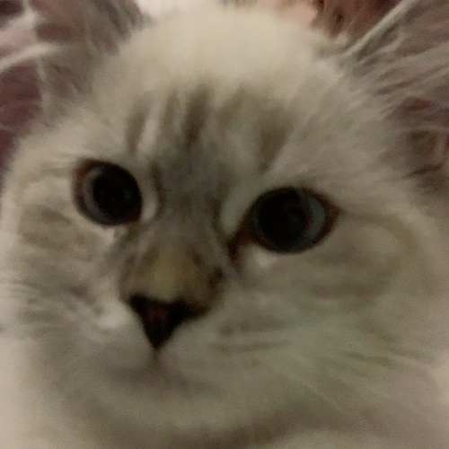 Cat Snaps: Cat Selfie : r/catsnapsapp