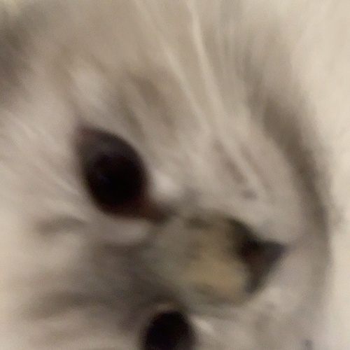 Cat Snaps: Cat Selfie : r/catsnapsapp