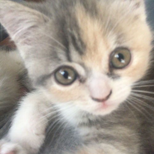 Cat Snaps: Cat Selfie : r/catsnapsapp