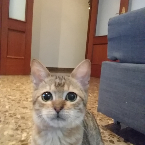 Cat Snaps: Cat Selfie : r/catsnapsapp