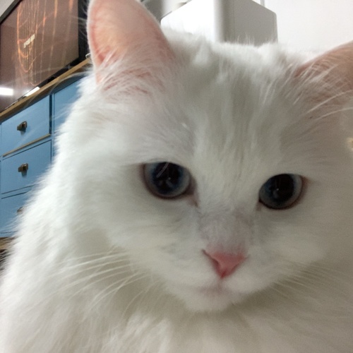 Cat Snaps: Cat Selfie : r/catsnapsapp