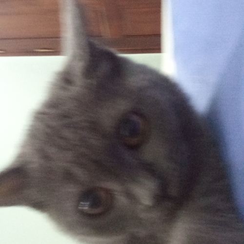 Cat Snaps: Cat Selfie : r/catsnapsapp