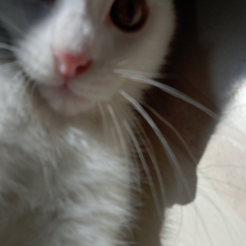Cat Snaps: Cat Selfie : r/catsnapsapp