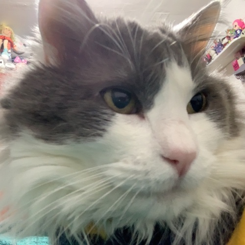 Cat Snaps: Cat Selfie : r/catsnapsapp