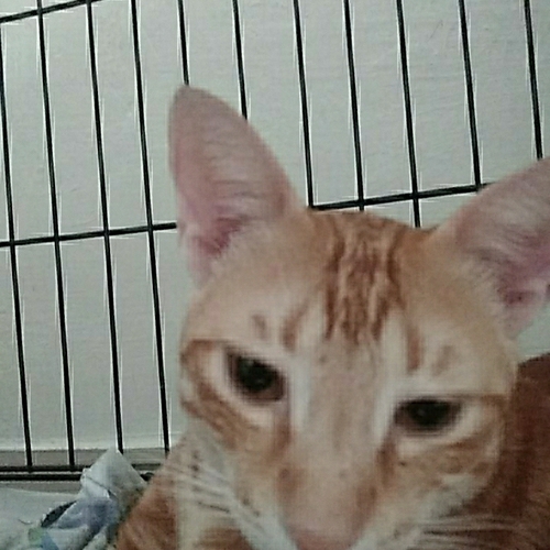 Cat Snaps: Cat Selfie : r/catsnapsapp