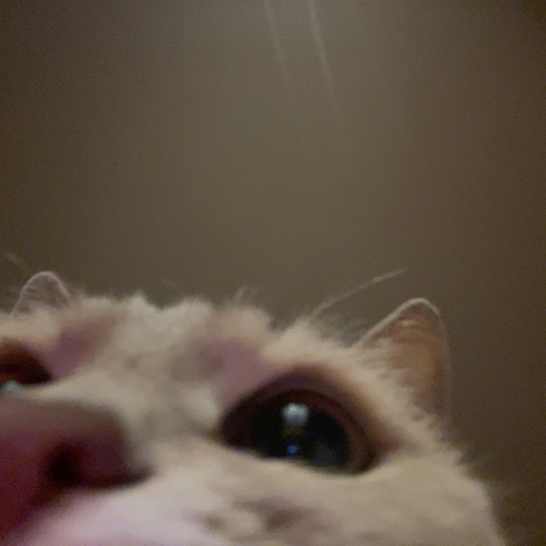 Cat Snaps: Cat Selfie : r/catsnapsapp