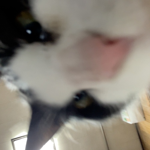 Cat Snaps: Cat Selfie : r/catsnapsapp