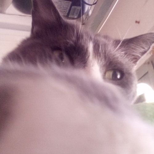 Cat Snaps: Cat Selfie : r/catsnapsapp