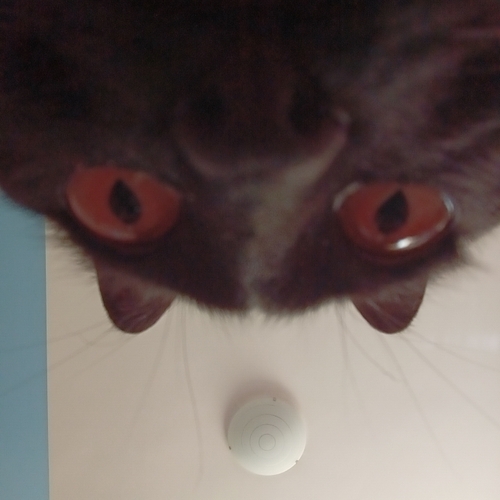 Cat Snaps: Cat Selfie : r/catsnapsapp