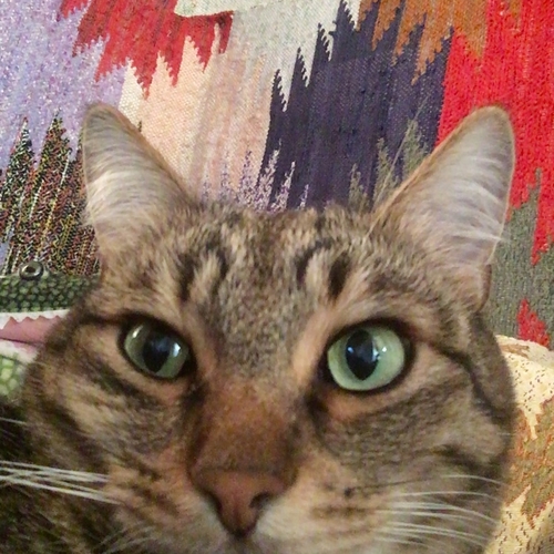 Cat Snaps: Cat Selfie : r/catsnapsapp