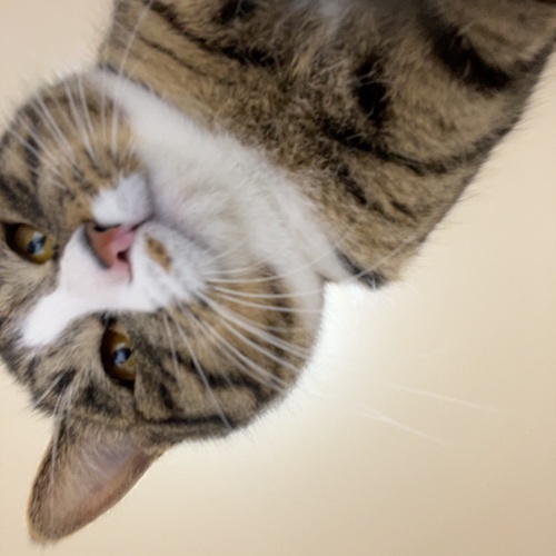 Cat Snaps: Cat Selfie : r/catsnapsapp