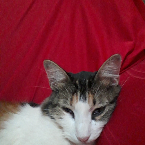 Cat Snaps: Cat Selfie : r/catsnapsapp